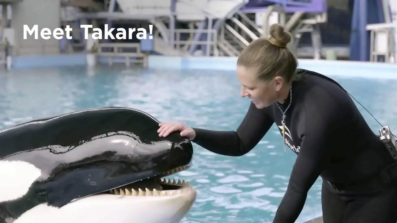 Takara dará a luz la última orca nacida en cautividad en SeaWorld ...