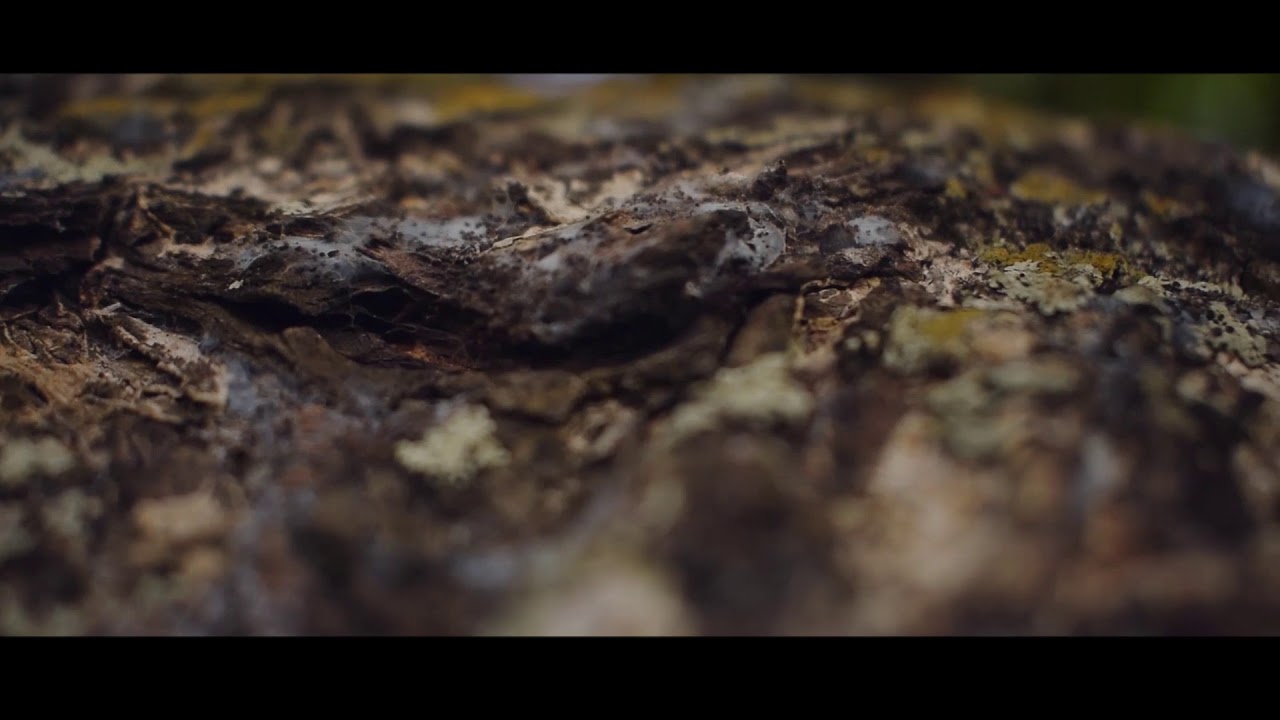 Nikon D5300 - Sample Video