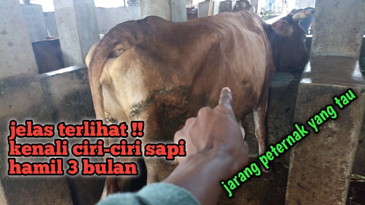 WAW !! BEGINI CIRI- CIRI SAPI YANG HAMIL 3 BULAN !! - YouTube