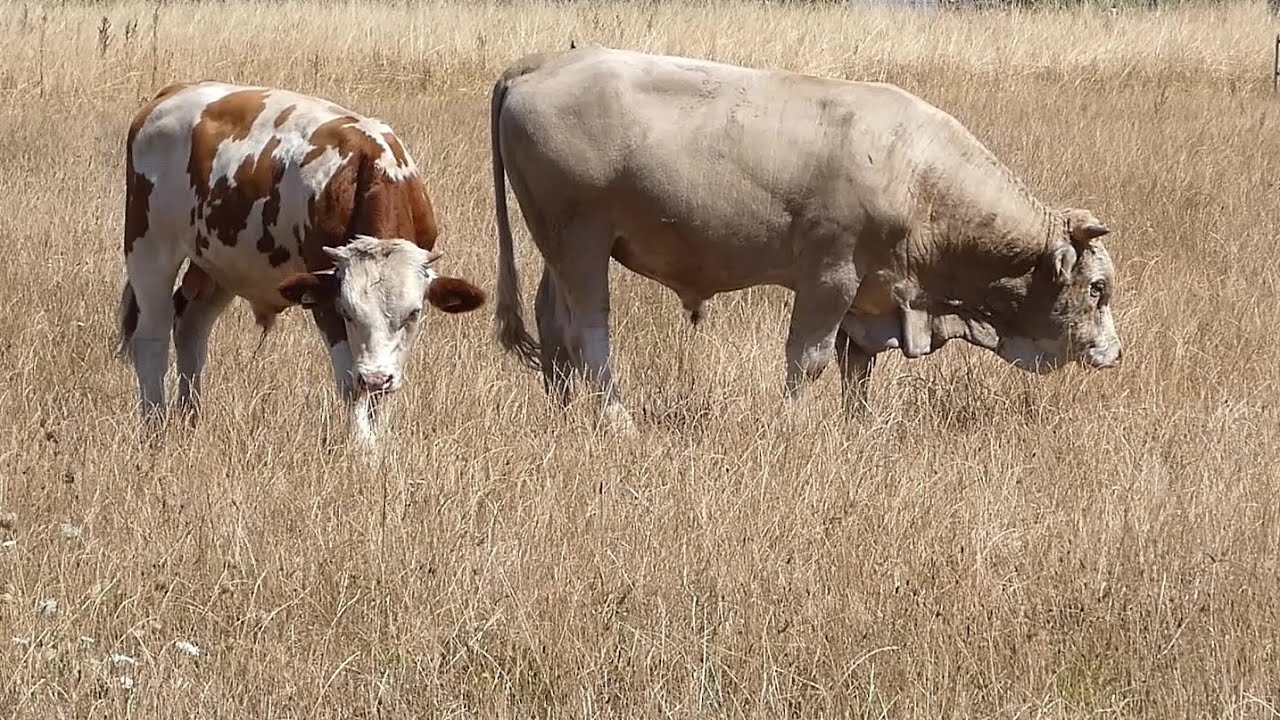 Hereford-Rinder - YouTube