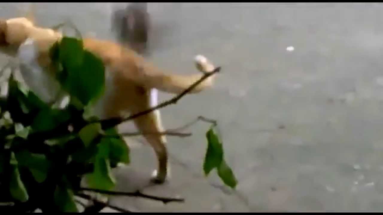 Bird Attacks A Cat!! - YouTube