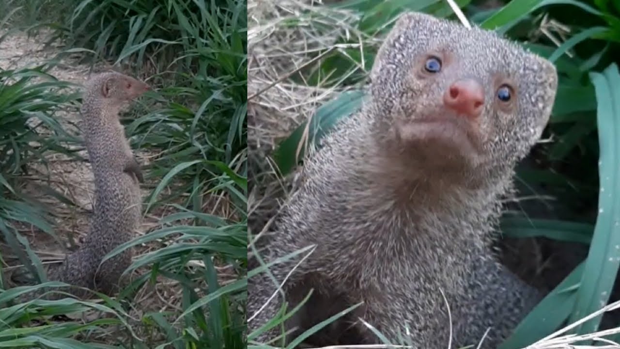 mongoose play time - YouTube
