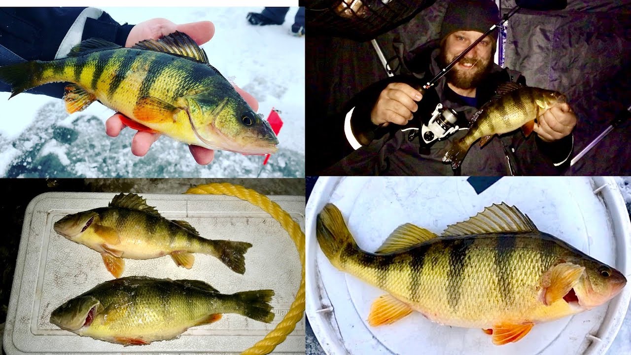 Tackle Tip Tuesday - Best ways to catch JUMBO Perch while Ice Fishing ...