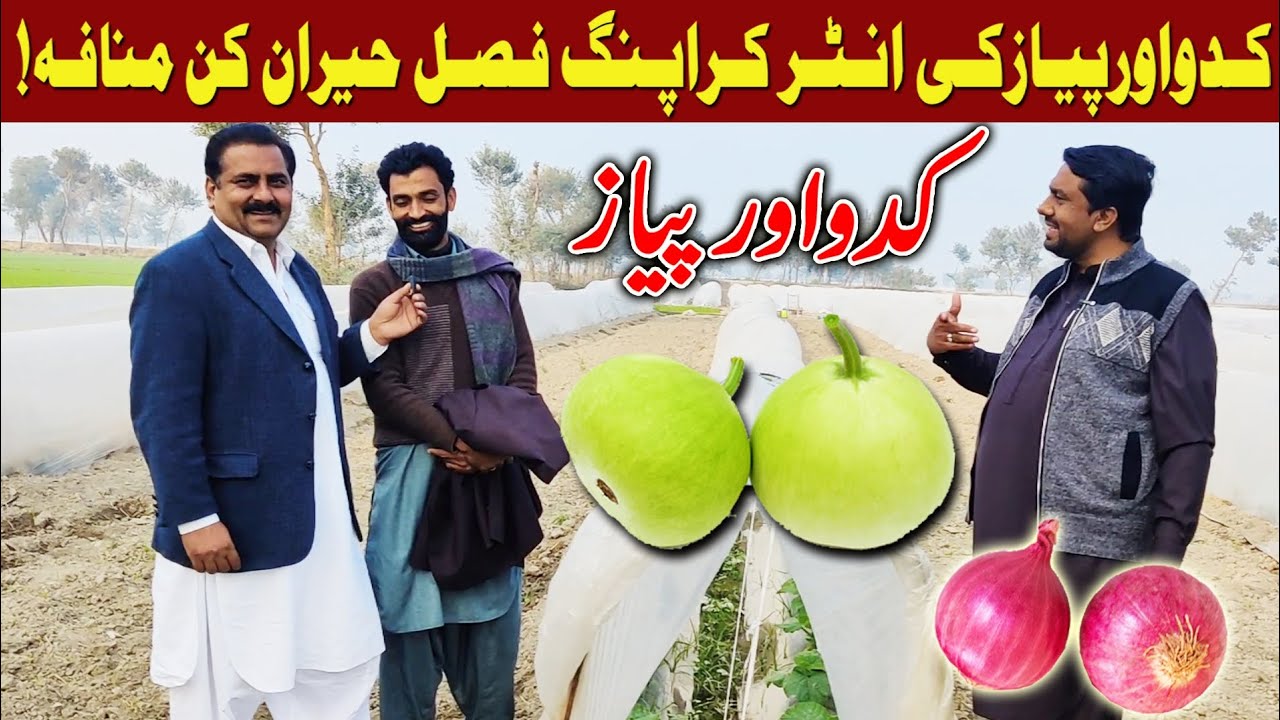 kaddu ki kasht in Pakistan | How to grow round gourd crop | round gourd ...
