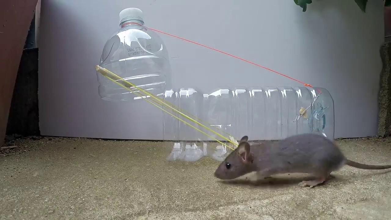 How To Make A Water Bottle Mouse Rat Trap Youtube