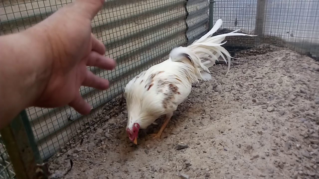 GALLITO LINEA CUBANA DISPONIBLE (Traba Gallo Giro) (163 ) - YouTube