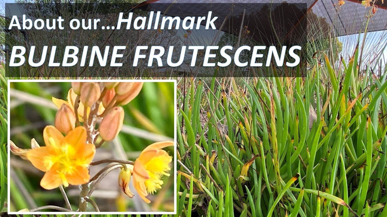 About BULBINE FRUTESCENS, Hallmark or Tiny Tangerine. Succulent ...