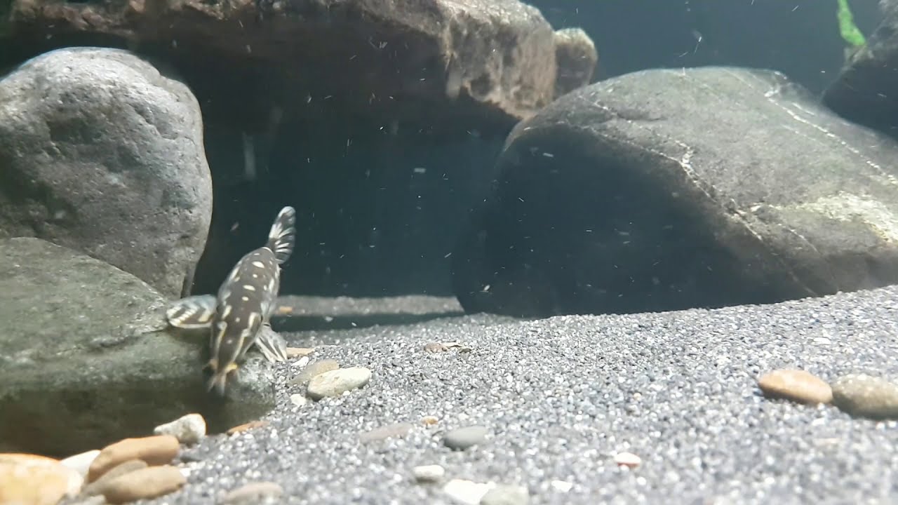 Botia kubotai (polka dot loach) - YouTube