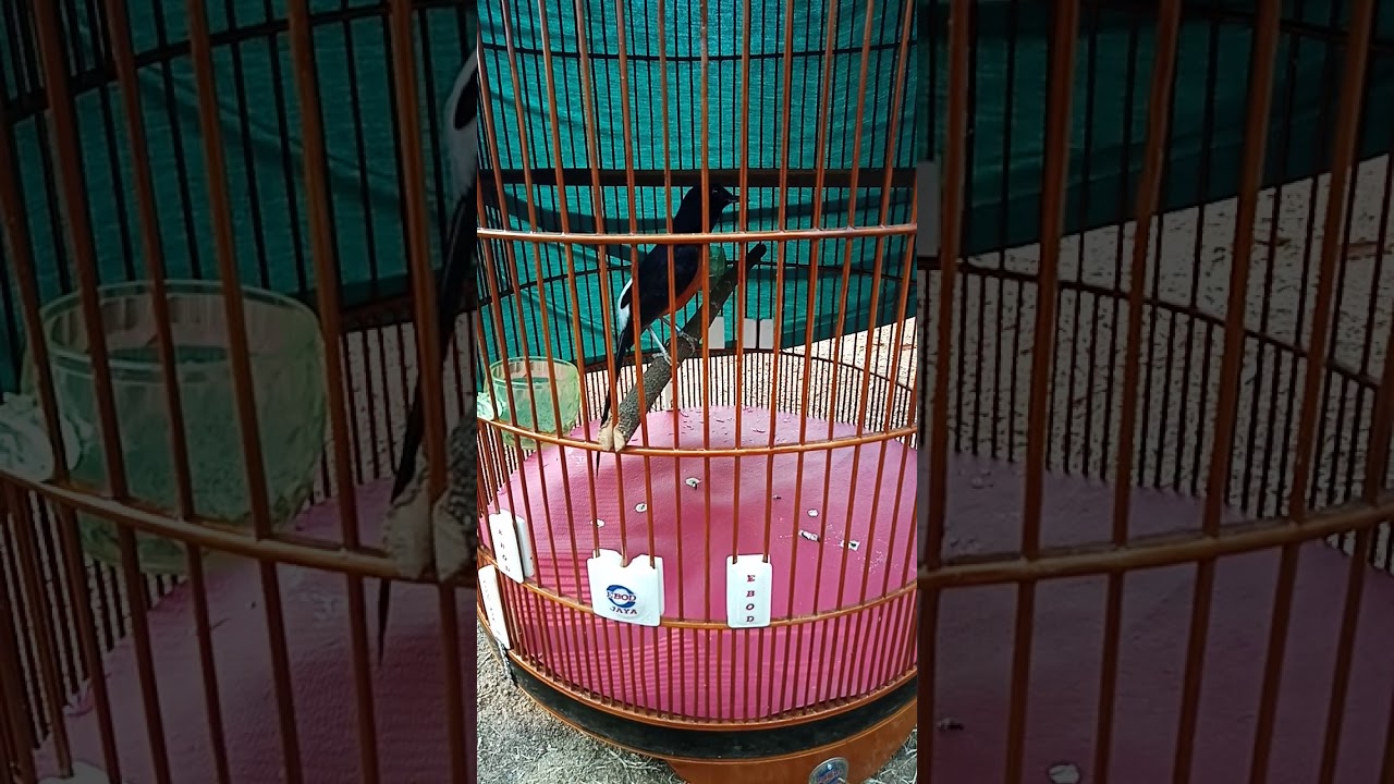 Murai batu BH lepas trotol nembak kenari - YouTube