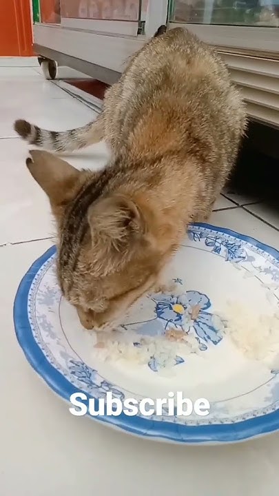kucing kurus#shorts #kucing - YouTube
