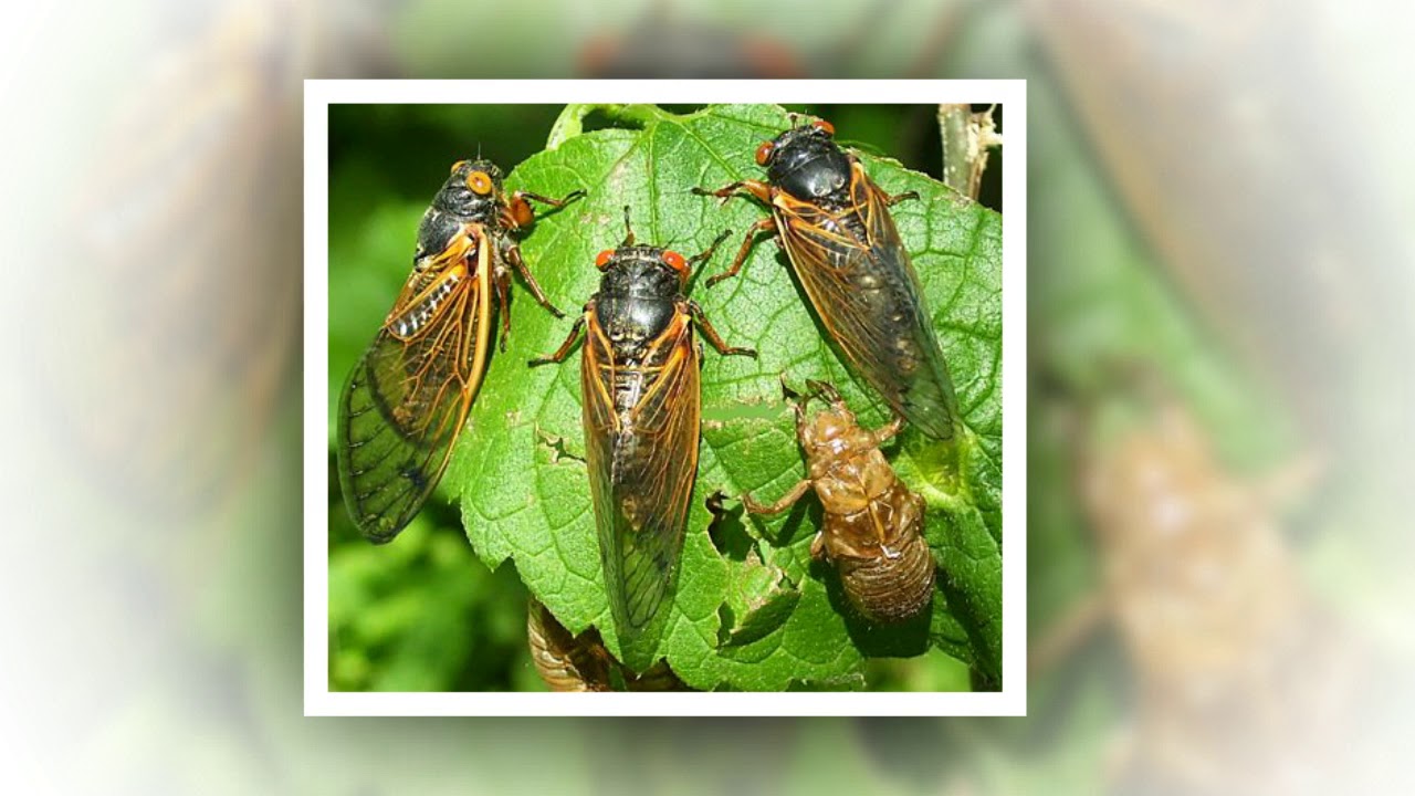 effect sound - cicadas - tiếng ve sầu kêu - YouTube