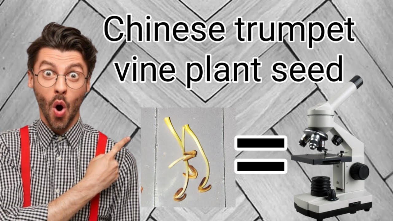 Chinese trumpet vine plant seed in microscope - YouTube