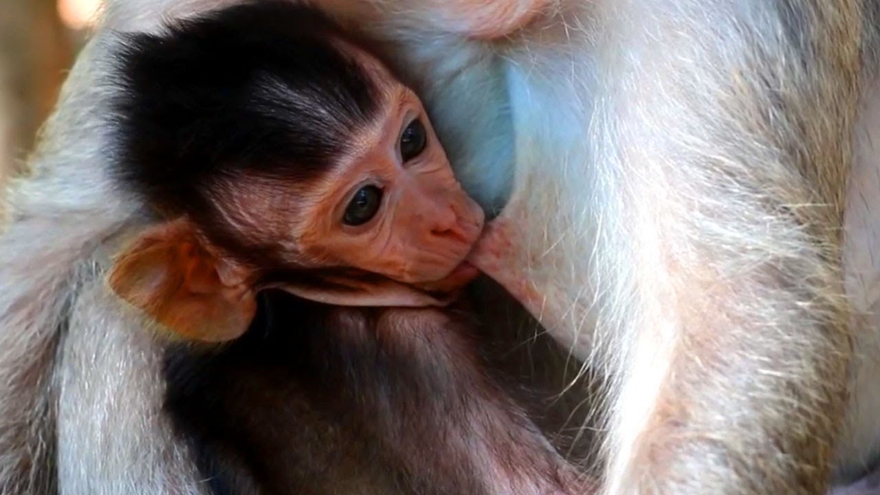 Happiness lovely baby monkey Jayden hug mom for get milk - YouTube