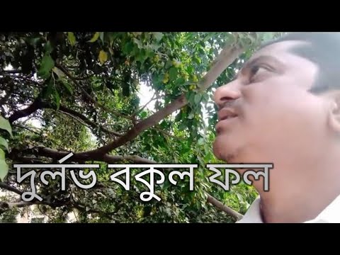 Rare Bokul Fruit In Bangladesh - YouTube