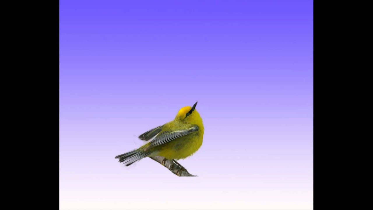 The Birds of Key Biscayne HD - YouTube