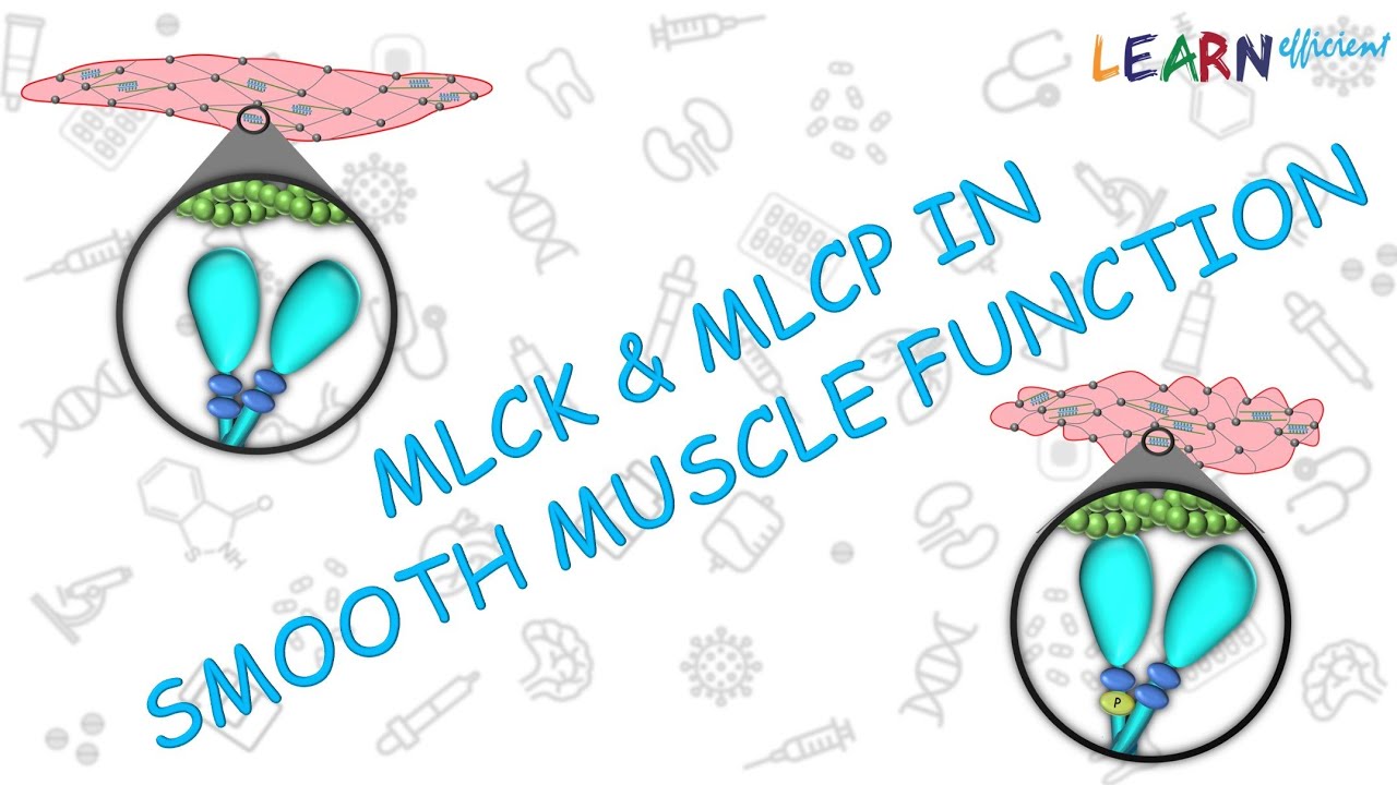 Pharmacodynamics 2: MLCK and MLCP in smooth muscle function #muscle # ...