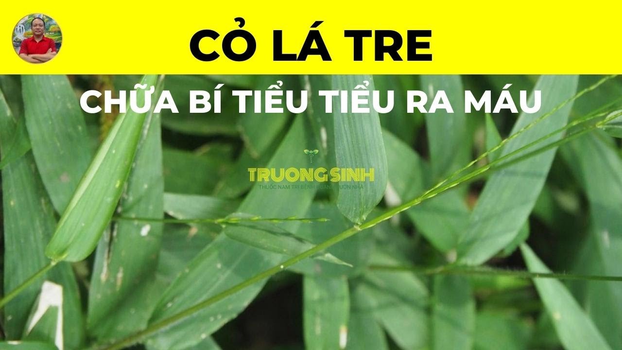 Cỏ Lá Tre Có Tác Dụng Chữa Trị Bệnh Gì | Chữa Bí Tiểu Tiểu Ra Máu - YouTube