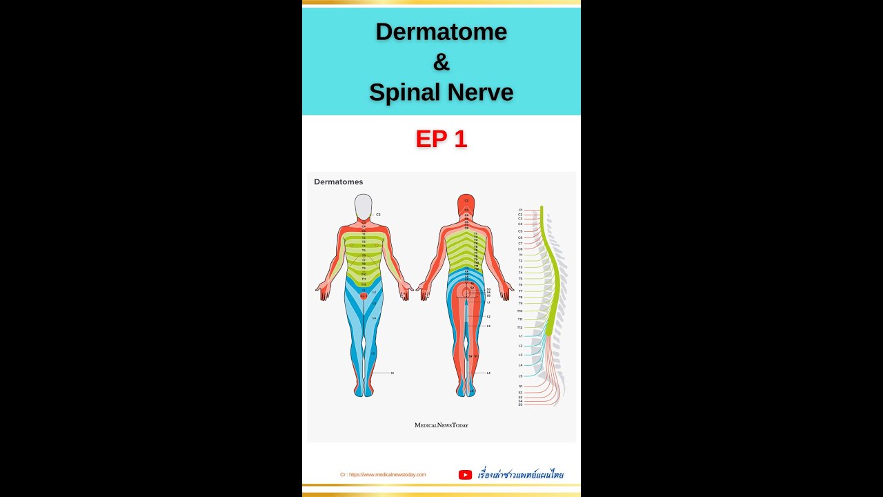 Dermatome and Spinal Nerve EP1 #dermatome #spinalnerve #anatomy # ...