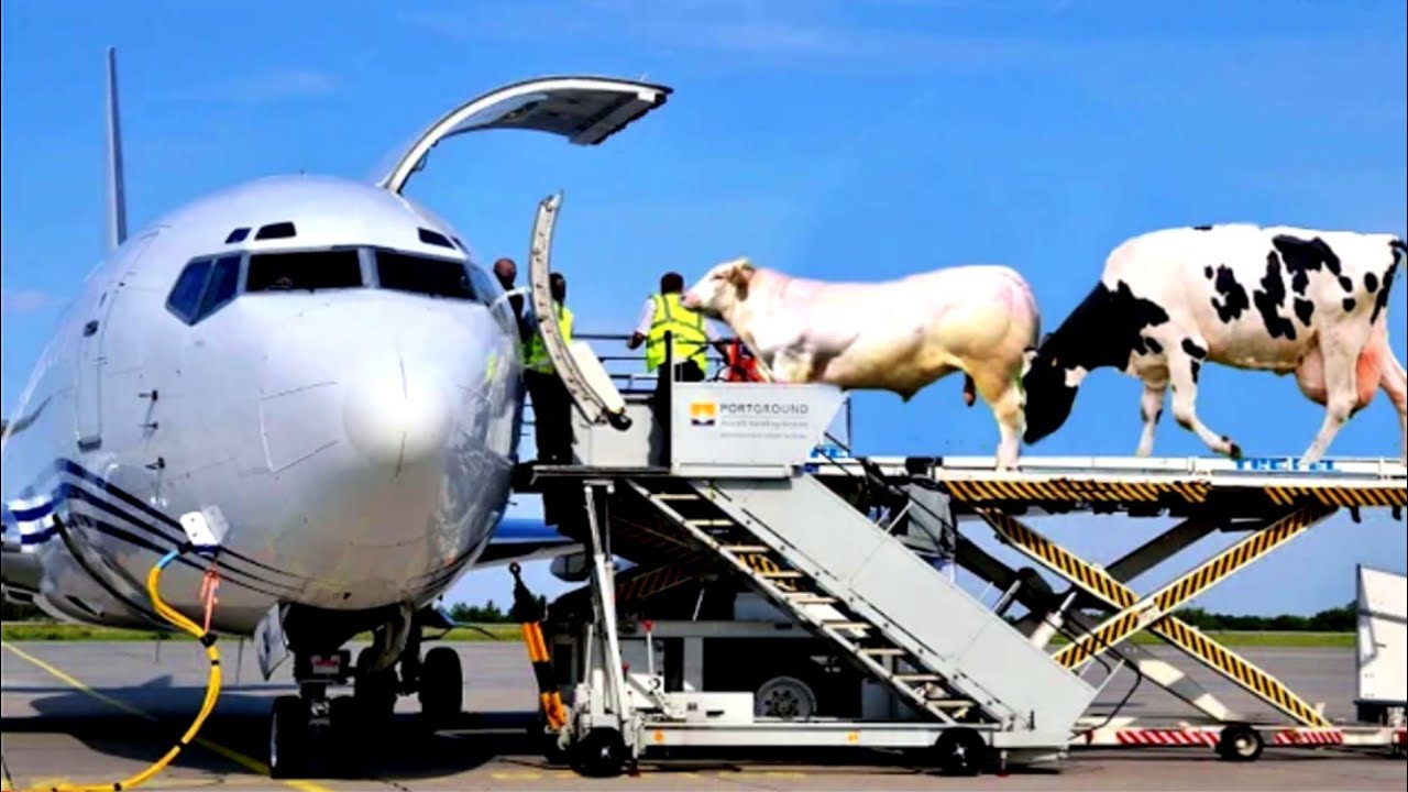 5 कमाल की गाय top 5 Amazing cows in the world! biggest cow in the world ...