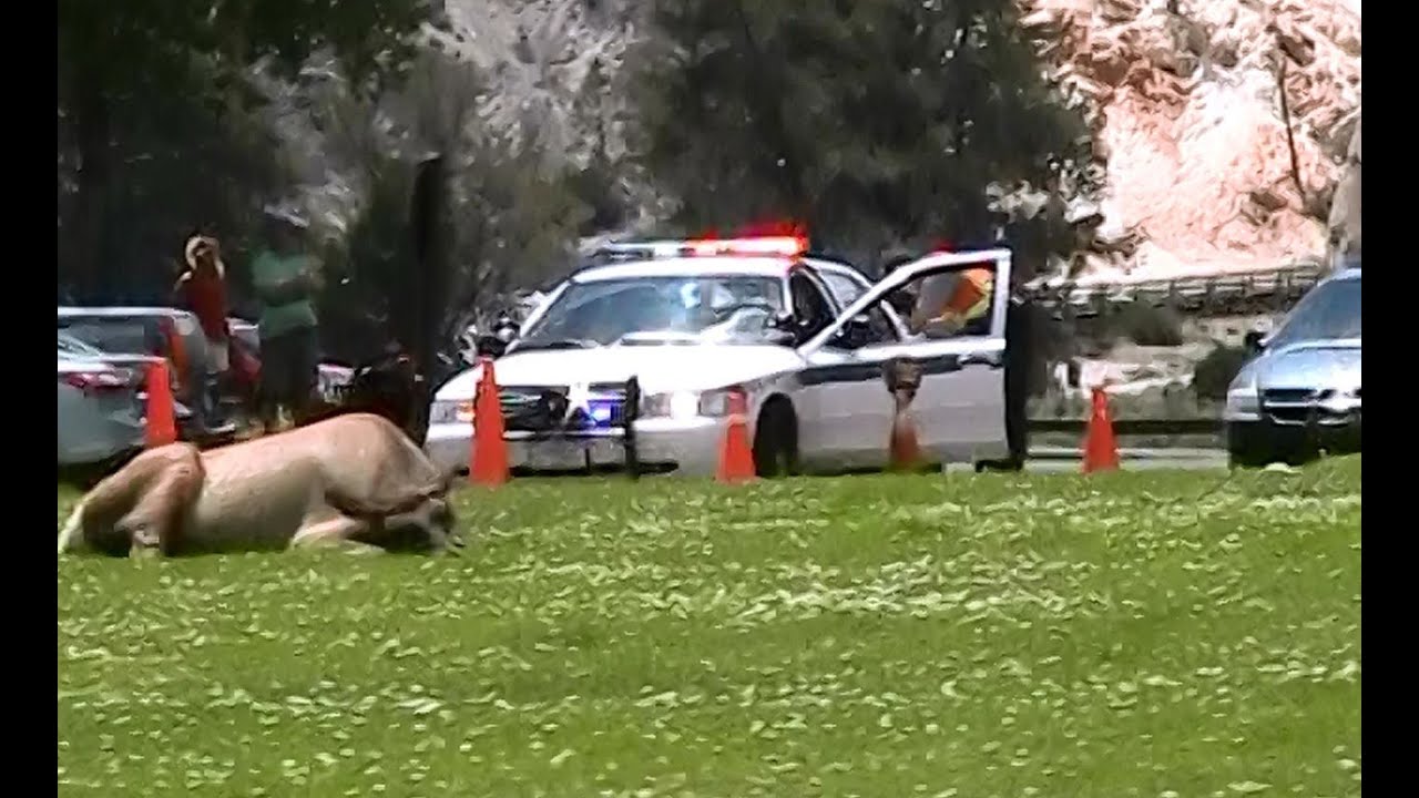 U.S. Park Ranger at an assignment in Yellowstone National Park [7/2011 ...