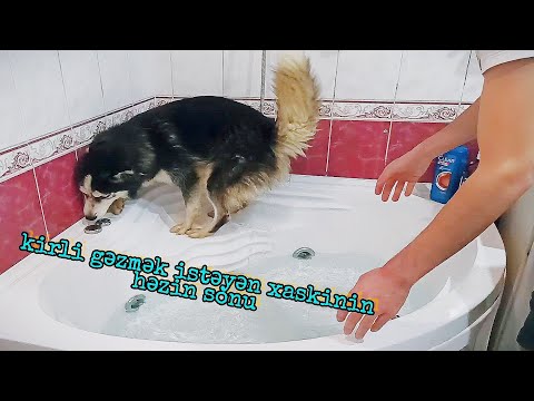 Aryanın Təmizliklə Problemi...! #baki #xaski #husky