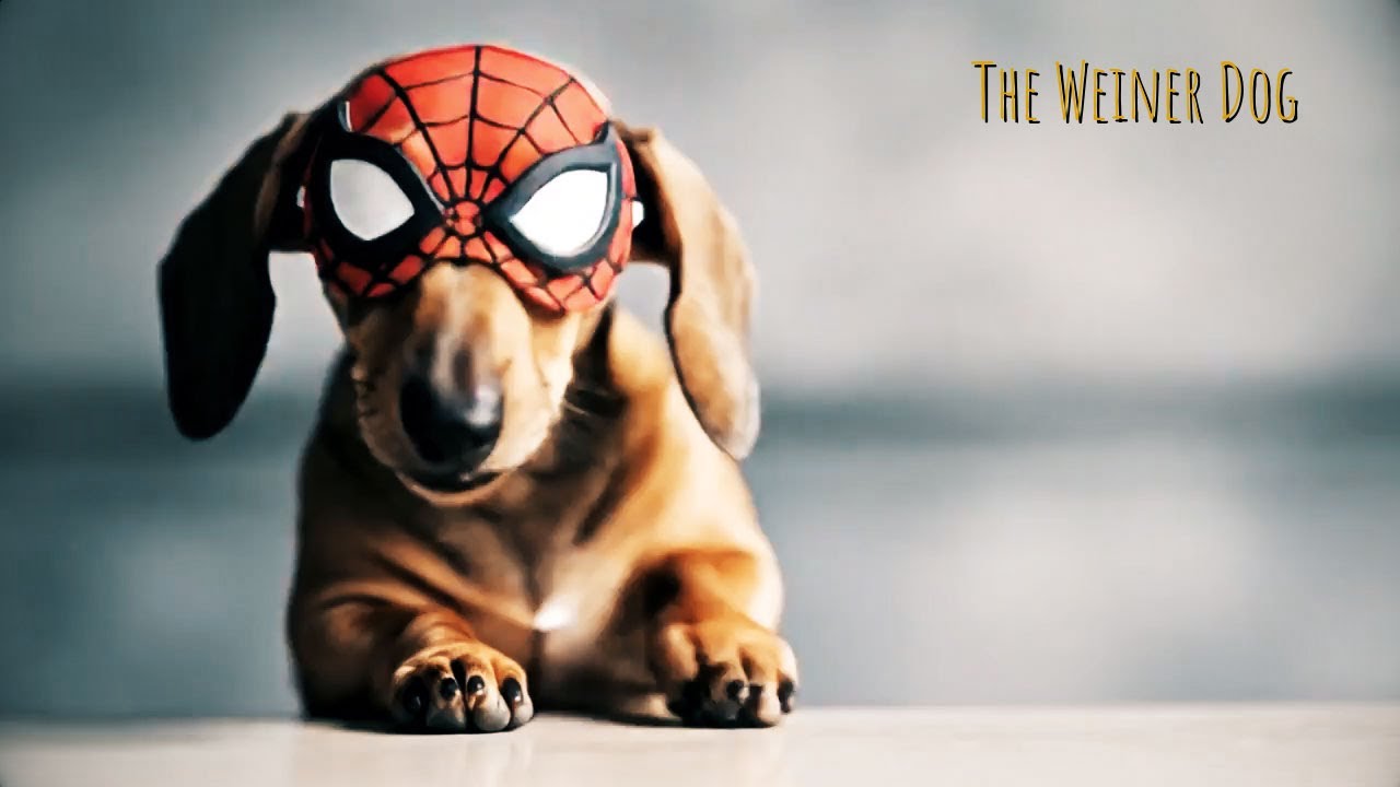 My Mini Dachshund Became Spider Man… and It’s Hilarious 🕷️🐶 - YouTube