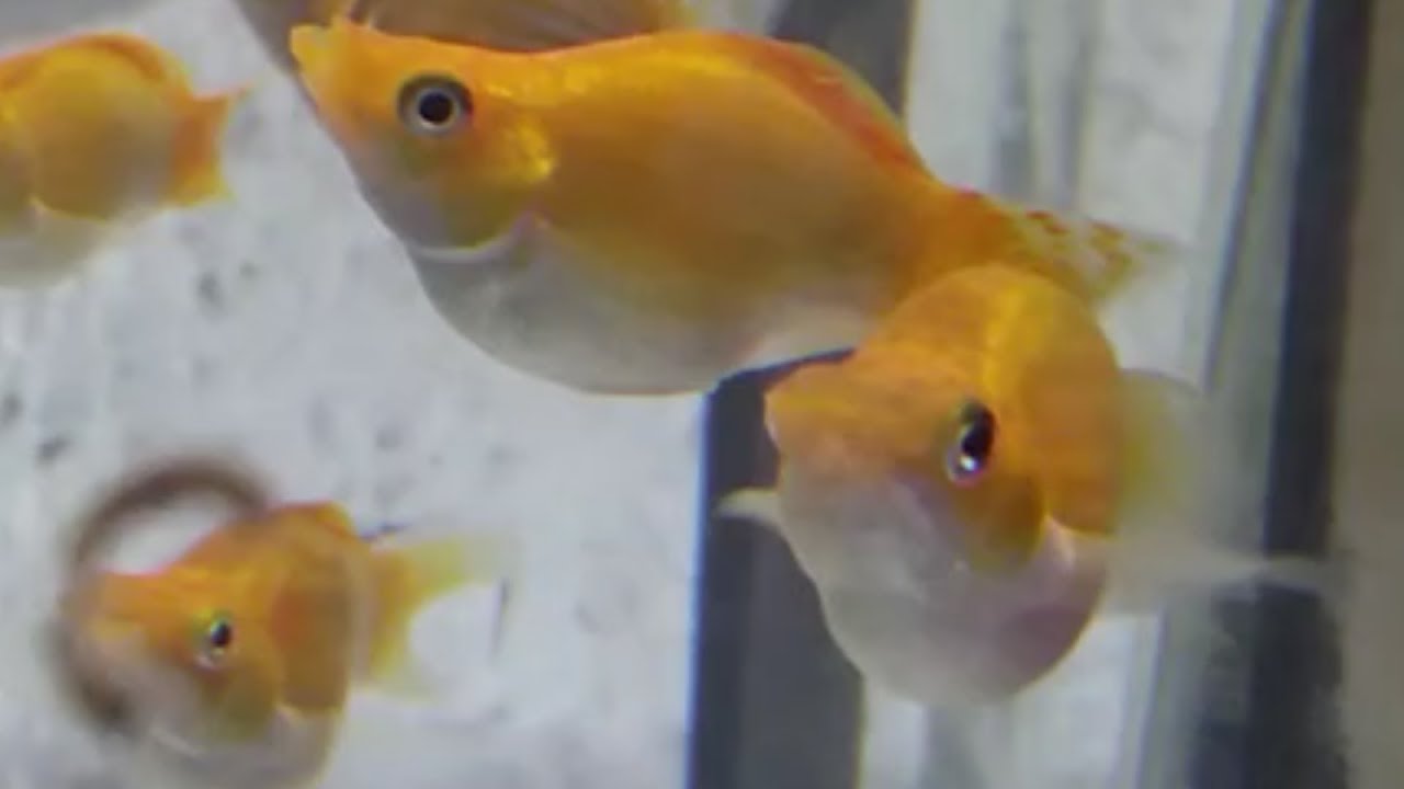 The controversial Balloon molly and balloon belly platy. balloon belly ...
