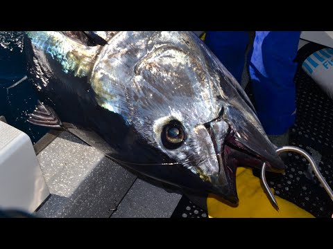 How to catch big fish Wind Against Tide style! - YouTube