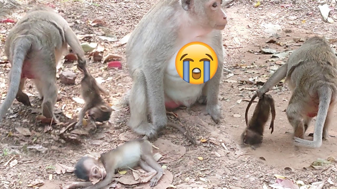 Million T.e.a.r.s D.r.o.p! Angel Monkey Mom Was So R.e.g.r.e.t Of Baby ...