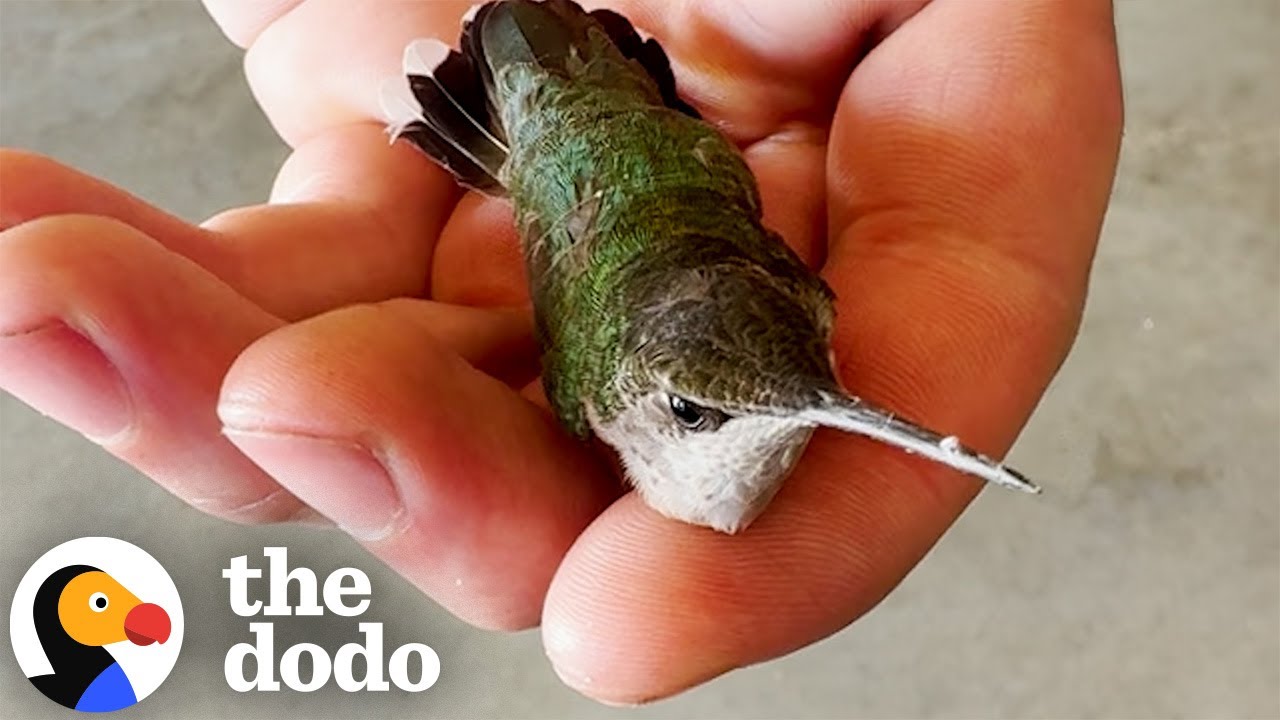 Man Finds Paralyzed Hummingbird On Garage Floor | The Dodo - YouTube