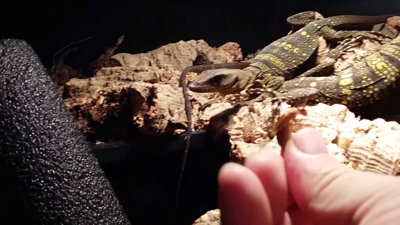 Spiny neck monitor eating - YouTube