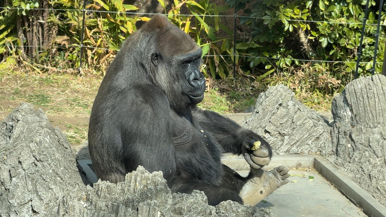 お昼ご飯を食べるモモコさん【‎2025年‎2月28日】【上野動物園】ゴリラ - YouTube