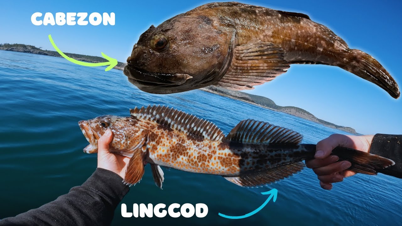 Fishing Bait and Jigs for Lingcod (Puget Sound Opening Day 2025) - YouTube