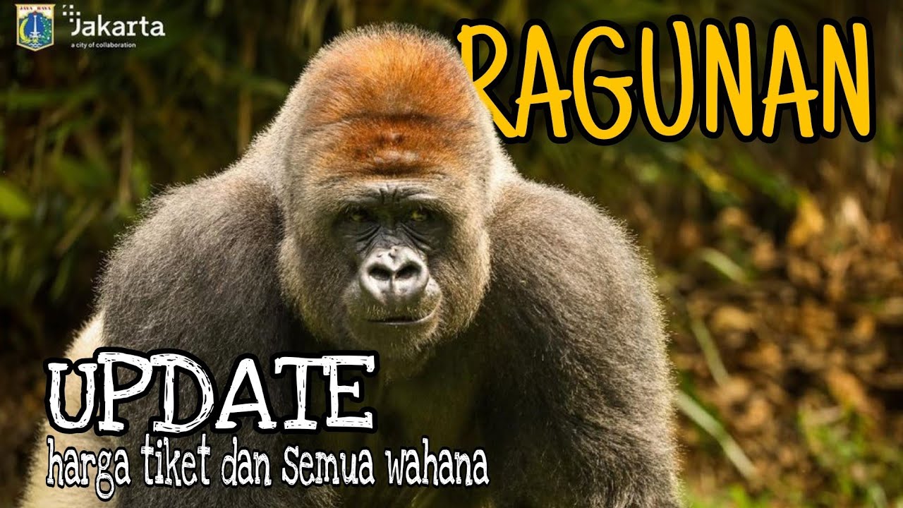 UPDATE TERBARU HARGA TIKET DAN SEMUA WAHANA RAGUNAN | SYARAT MASUK ...