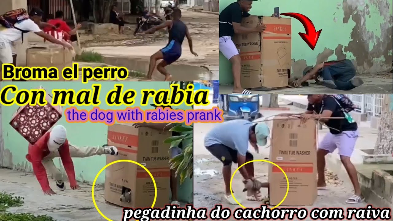 El Perro 🐶 con mal de rabia / Pegadinha do cachorro com raiva / The dog ...