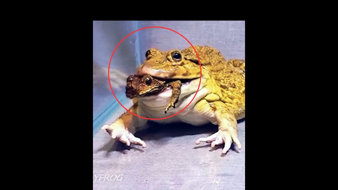 Oh my god!! Asian Bullfrog Eats Big Toad And Banded Bullfrog! Warning ...