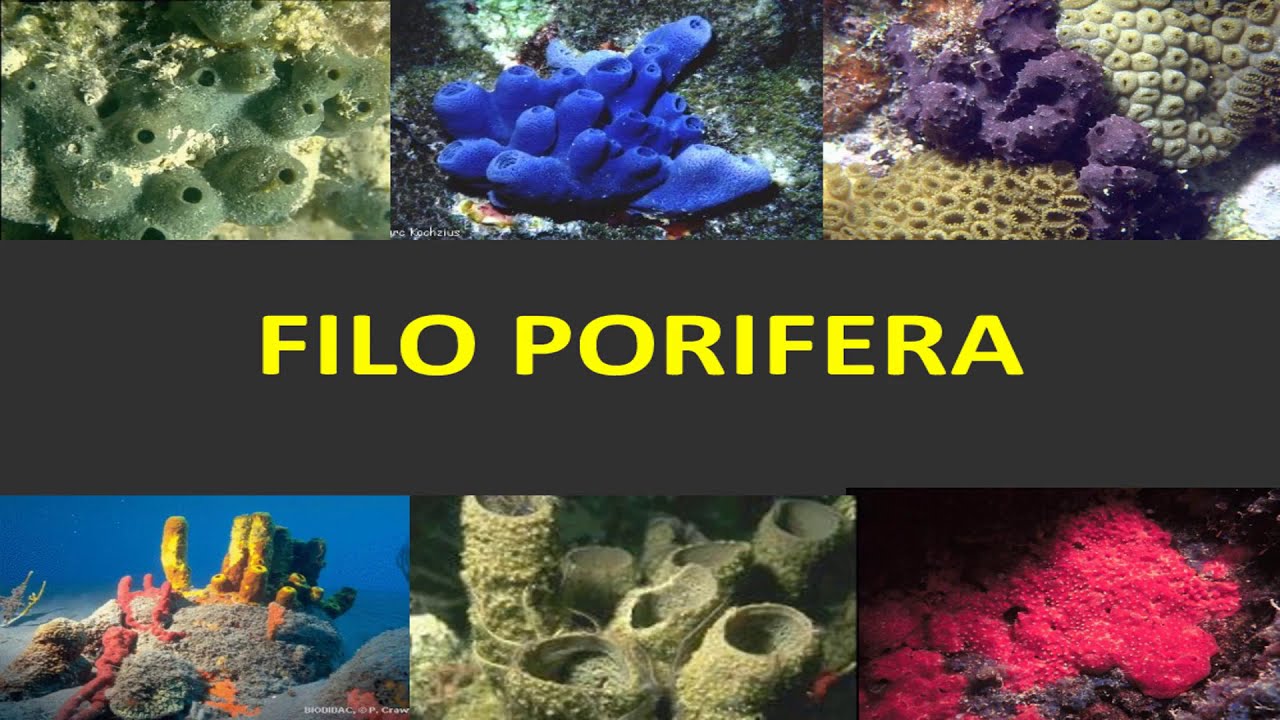Poliferas - YouTube