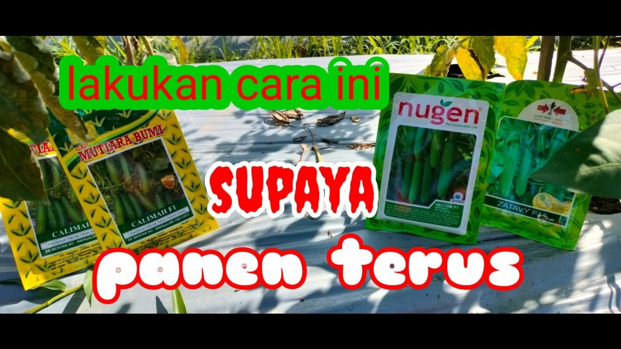 CARA TANAM TIMUN TUMPANG SARI DENGAN TANAMAN TOMAT - YouTube