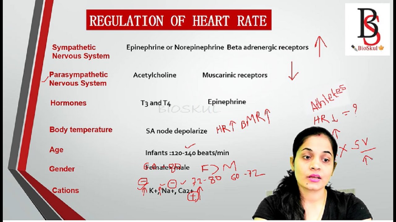 How Does the Body Regulate Heart Rate? - YouTube