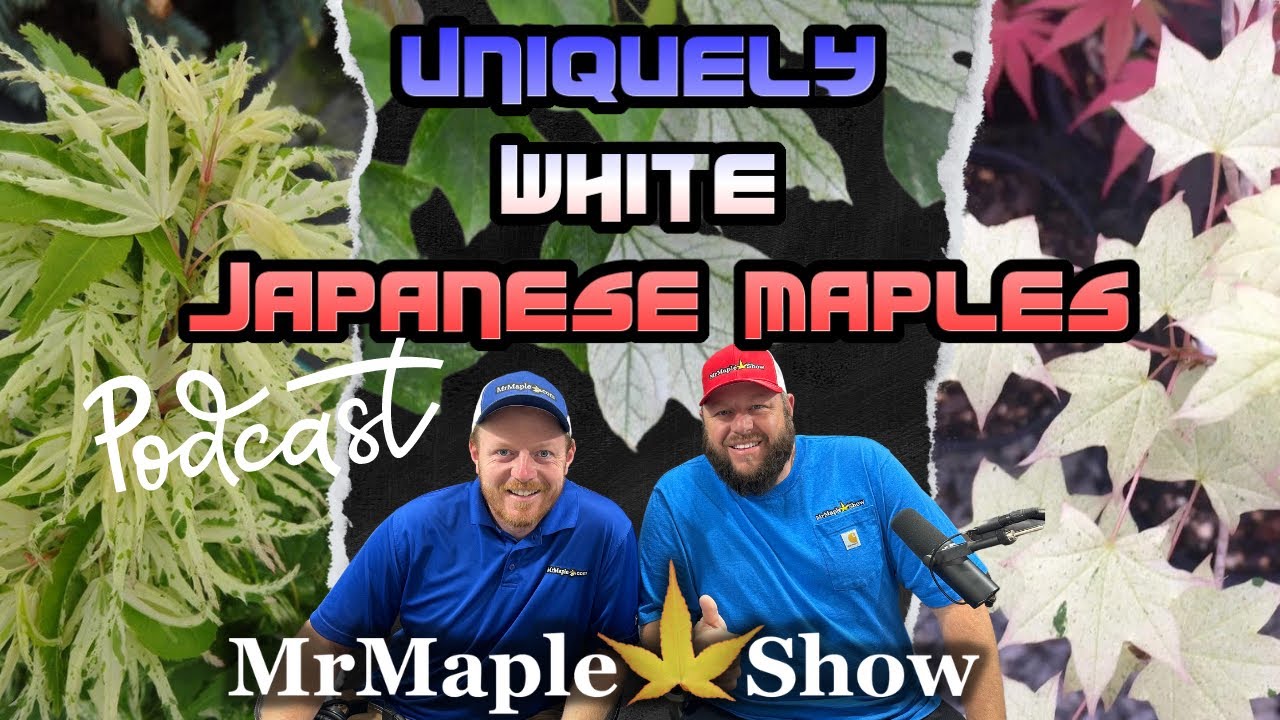 Top 20 Uniquely White Japanese Maples for a Wow-Factor Garden ...