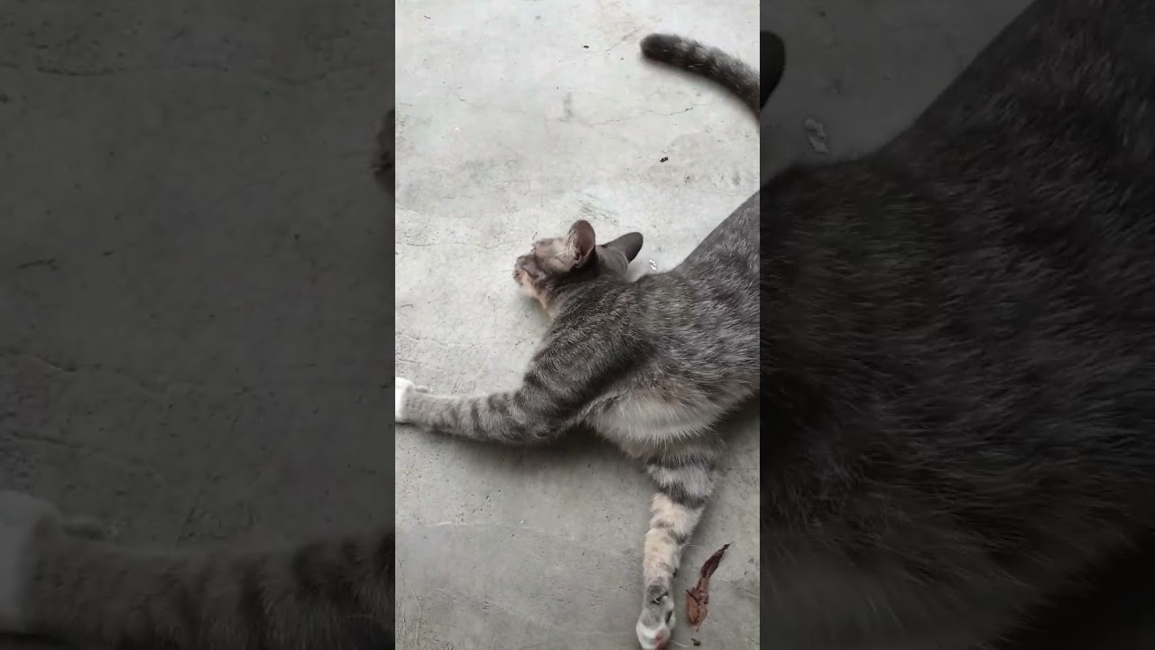 very good cat - YouTube