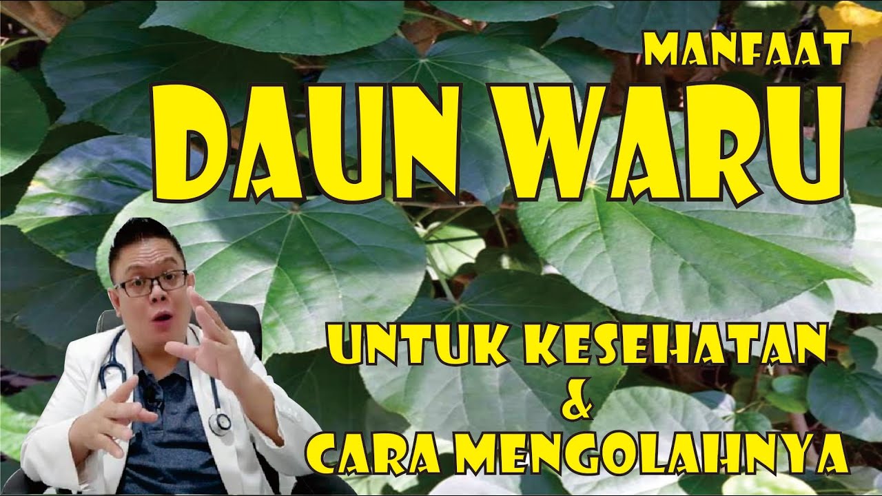 MANFAAT DAUN WARU UNTUK KESEHATAN DAN CARA MENGOLAHNYA - YouTube