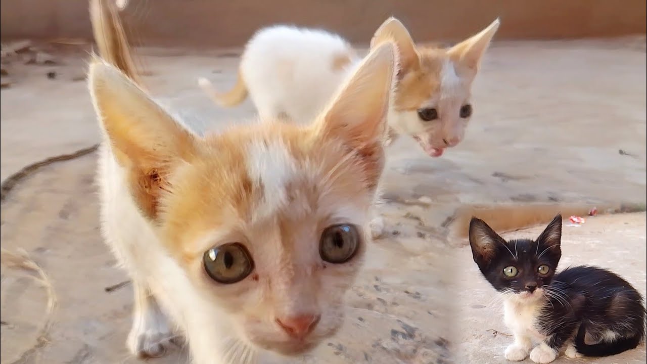 Orphaned kittens find in me their only refuge since losing their mother ...