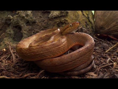 Coconut Cat Snake: Lembeh Island, North Sulawesi: Indonesia Snakes ...