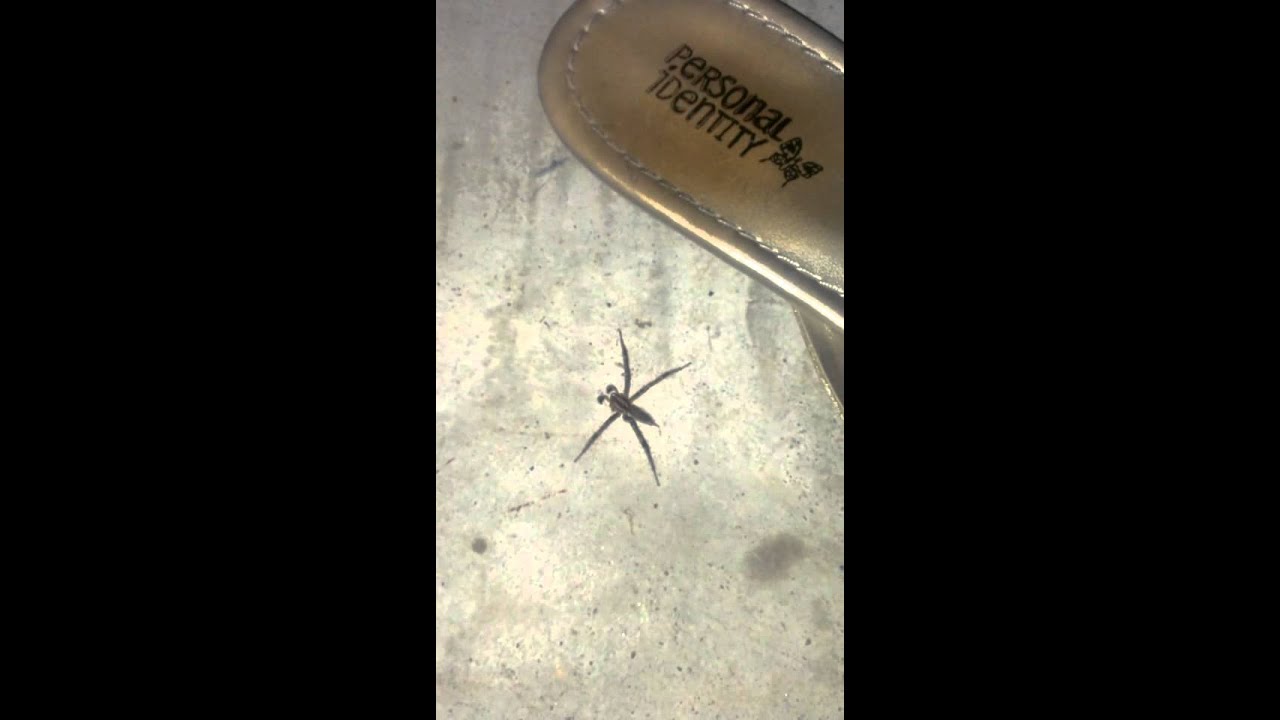 Four legged Spider! - YouTube