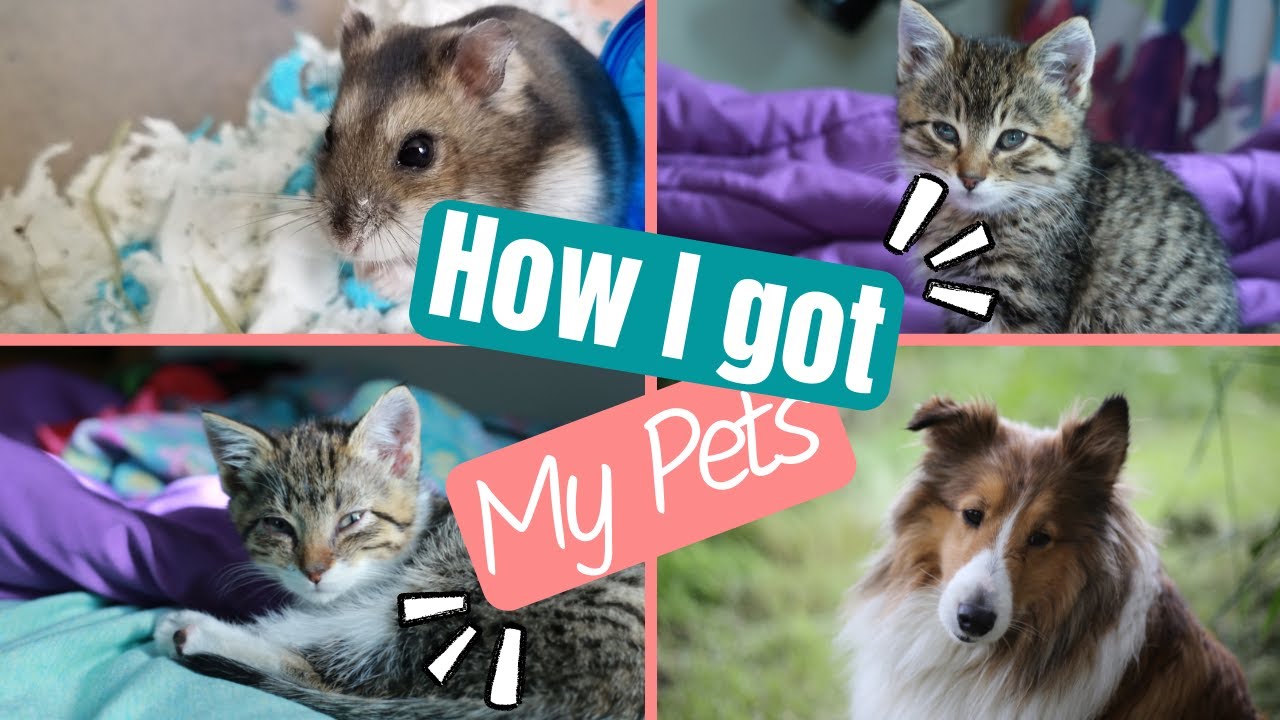 How I Got ALL of my Pets - YouTube