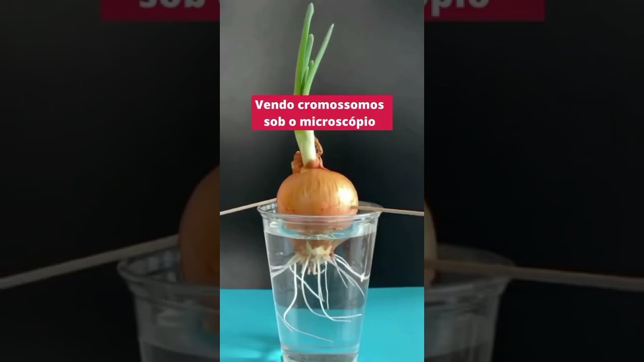 DIVISÃO CELULAR NA RAIZ DA CEBOLA #mitose #citologia #cromossomos - YouTube
