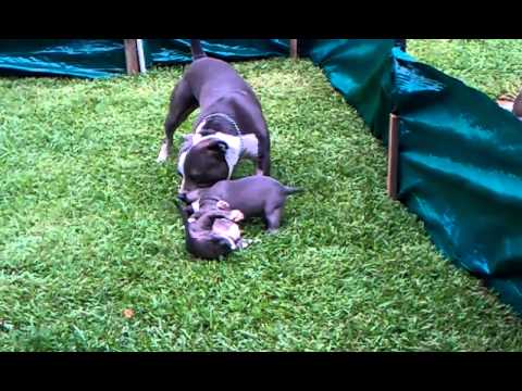 Cute staffy puppies and Hugo going crazy Part 2 - YouTube