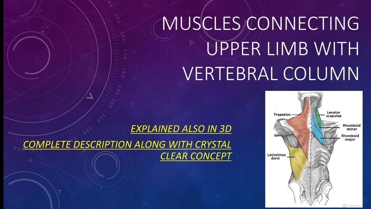 Muscles connecting to the upper limb with vertebral column, Anatomy ...