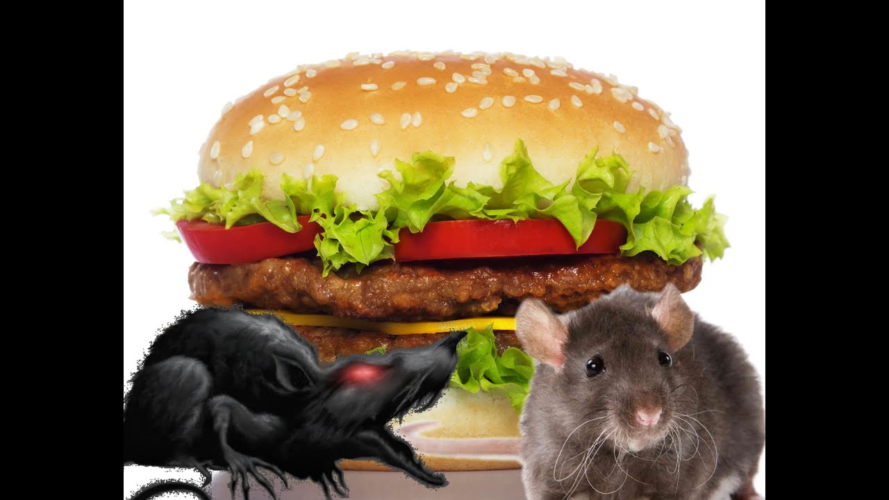 Citizen Burger Disorder | Welcome To Burger Death - YouTube